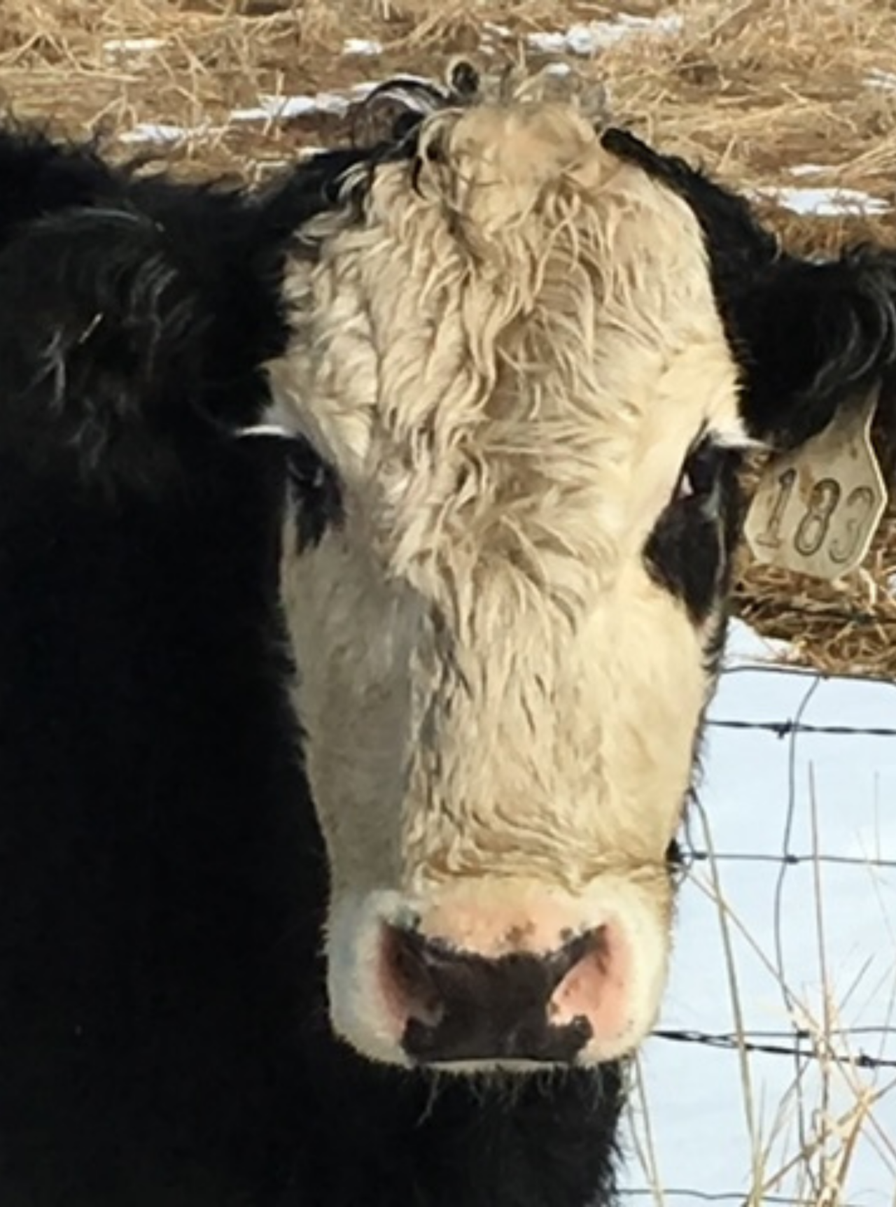 Bovine In Havre, MT 59501 | Bear Paw Veterinary Service